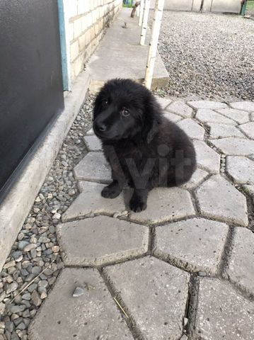 Щенок-звонок