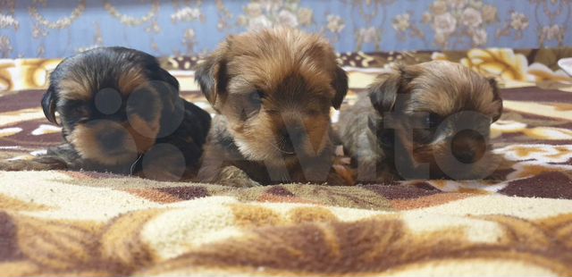 Щенята Йоркширский терьер