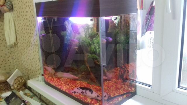 Продаю аквариум 60л. с рыбками