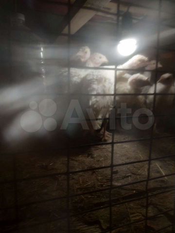 Индюки домашние