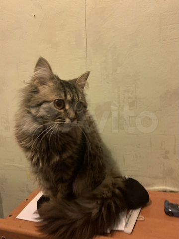 Котенок от шатланской кошки