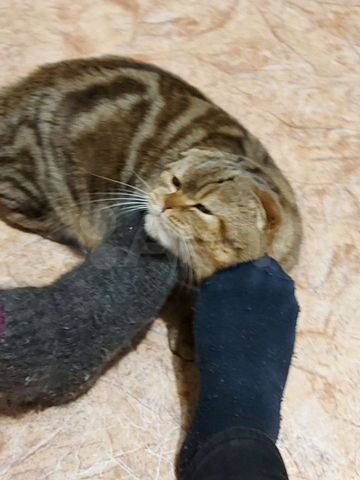 Отдам котика в хорошие руки