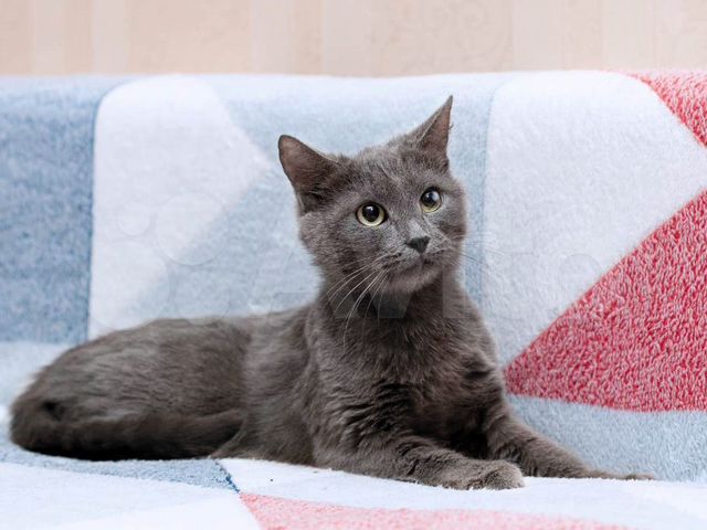 Нежная Бася, кошка голубого окраса, 3 года