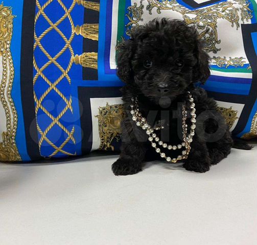 Мальтипу F1 mini