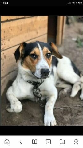 Собака в добрые руки Джек Рассел