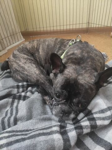 Отдам бесплатно