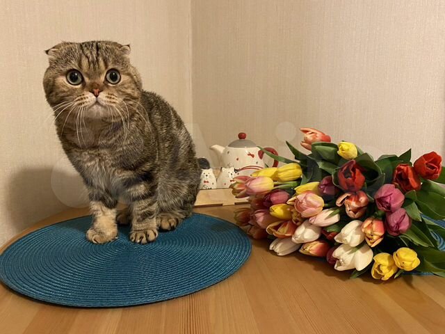 Кот на вязку