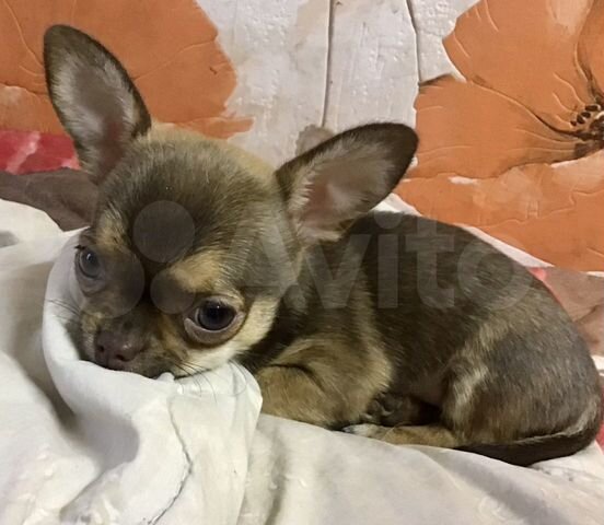 Чихуахуа mini и micro