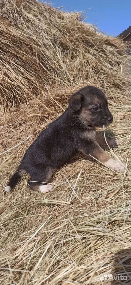 Щенок малорослой собаки