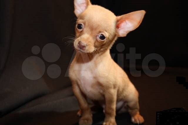 Кабель той терьера