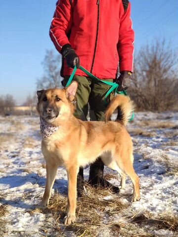 Лайка в дар