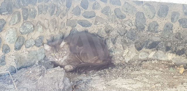 Кот (кошка) потеряшка