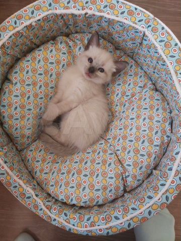Тайские котята