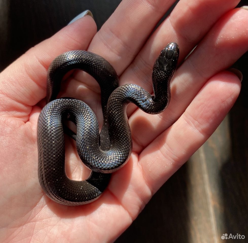 Нигрита (самец)