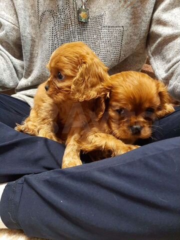 Малыши кавалер кинг чарльз спаниели