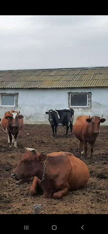 Коровы дойные молочные