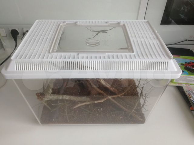 Аннамский палочник