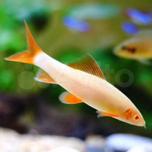 Лабео, вьюновые, неоны и другие