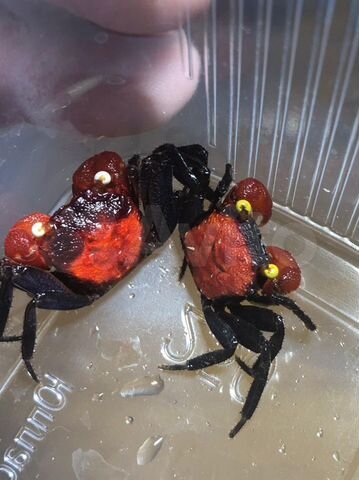 Крабы для террариума Geosesarma своего разведения