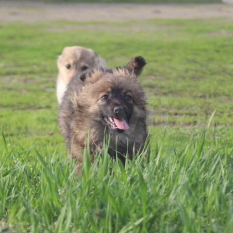 Щенок -енотик