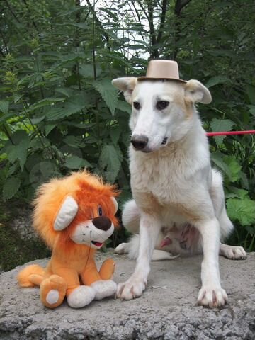 Белый красавчик