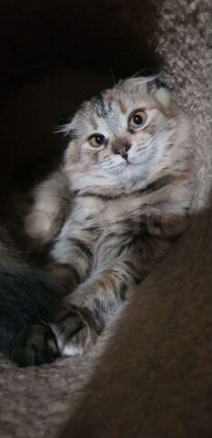 Шотландская скотиш-фолд девочка 5мес