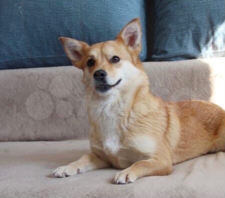 Собака Зоя ищет хозяина. Отдадим в хорошие руки