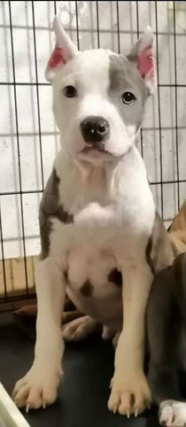 Кортес мальчик аст