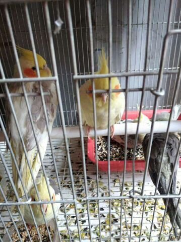 Попугай корелла