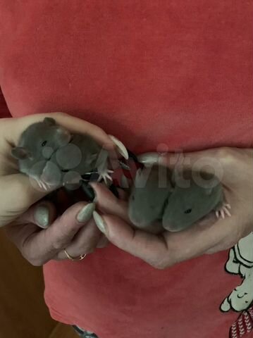 Крысы дамбо