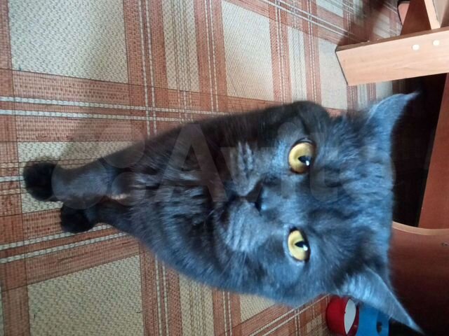 Британский кот вязка