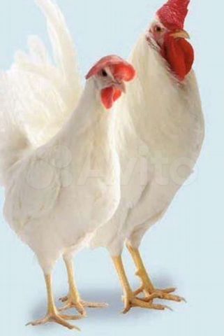 Семья Петух и три курочки