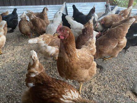 Курицы несушки