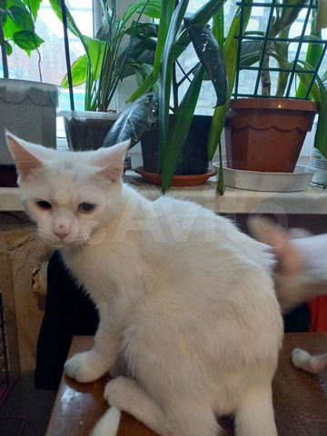 Белоснежный котик