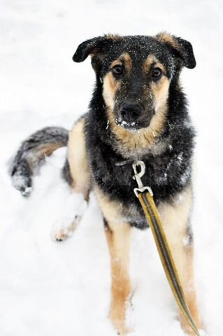 Щенок Джесси 7 мес ищет семью