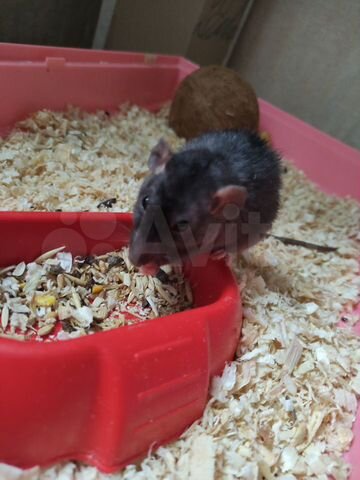 Крыса дамбо мальчик бесплатно