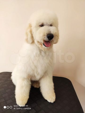 Большой королевский пудель